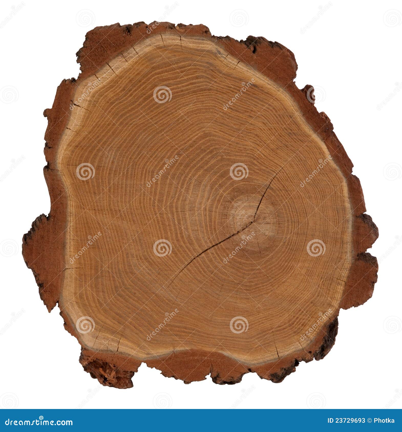 Cross Section of Tree Trunk Stock Image - Image of isolated, circle ...