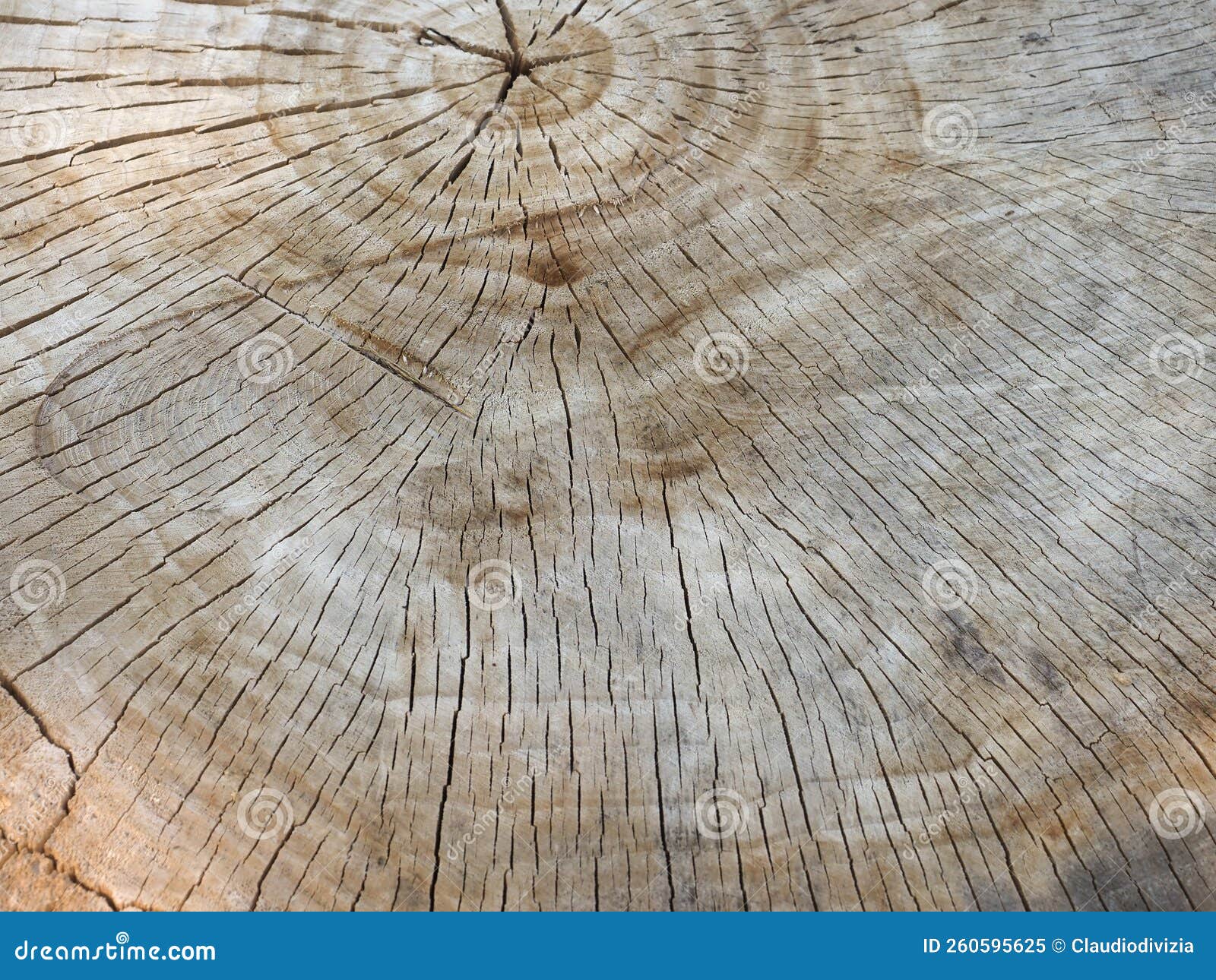 Cross Section of Tree Trunk Background Stock Image - Image of plant ...