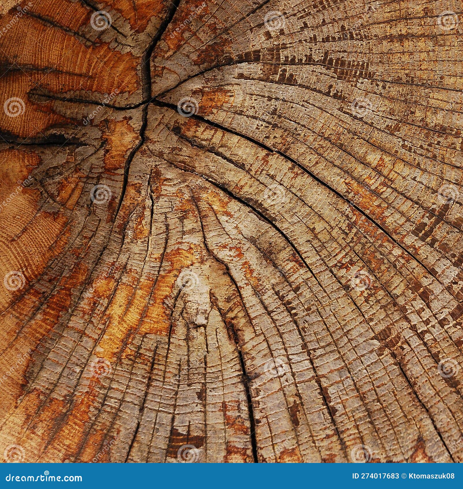 Cross Section of a Tree Trunk. Background, Texture Stock Image - Image ...