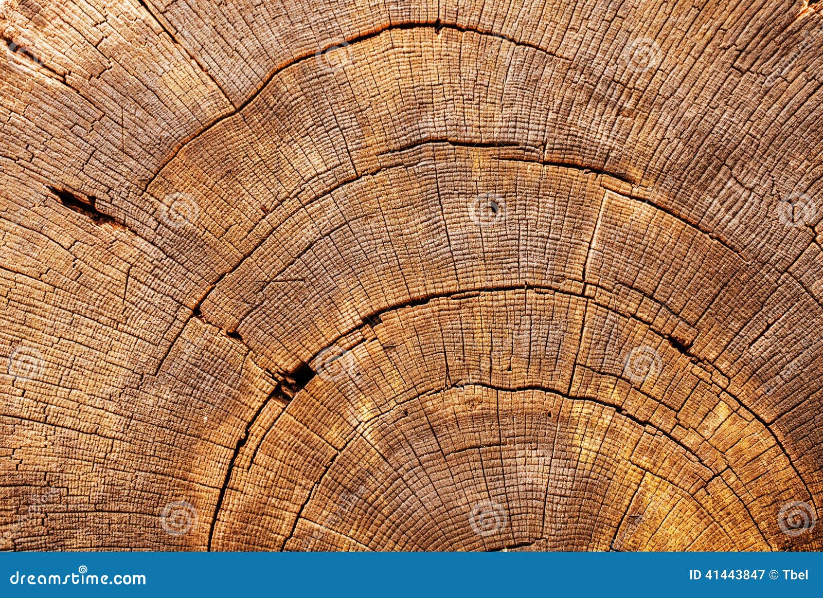 Cross-section of an Tree Trunk Stock Image - Image of trunk, tree: 41443847