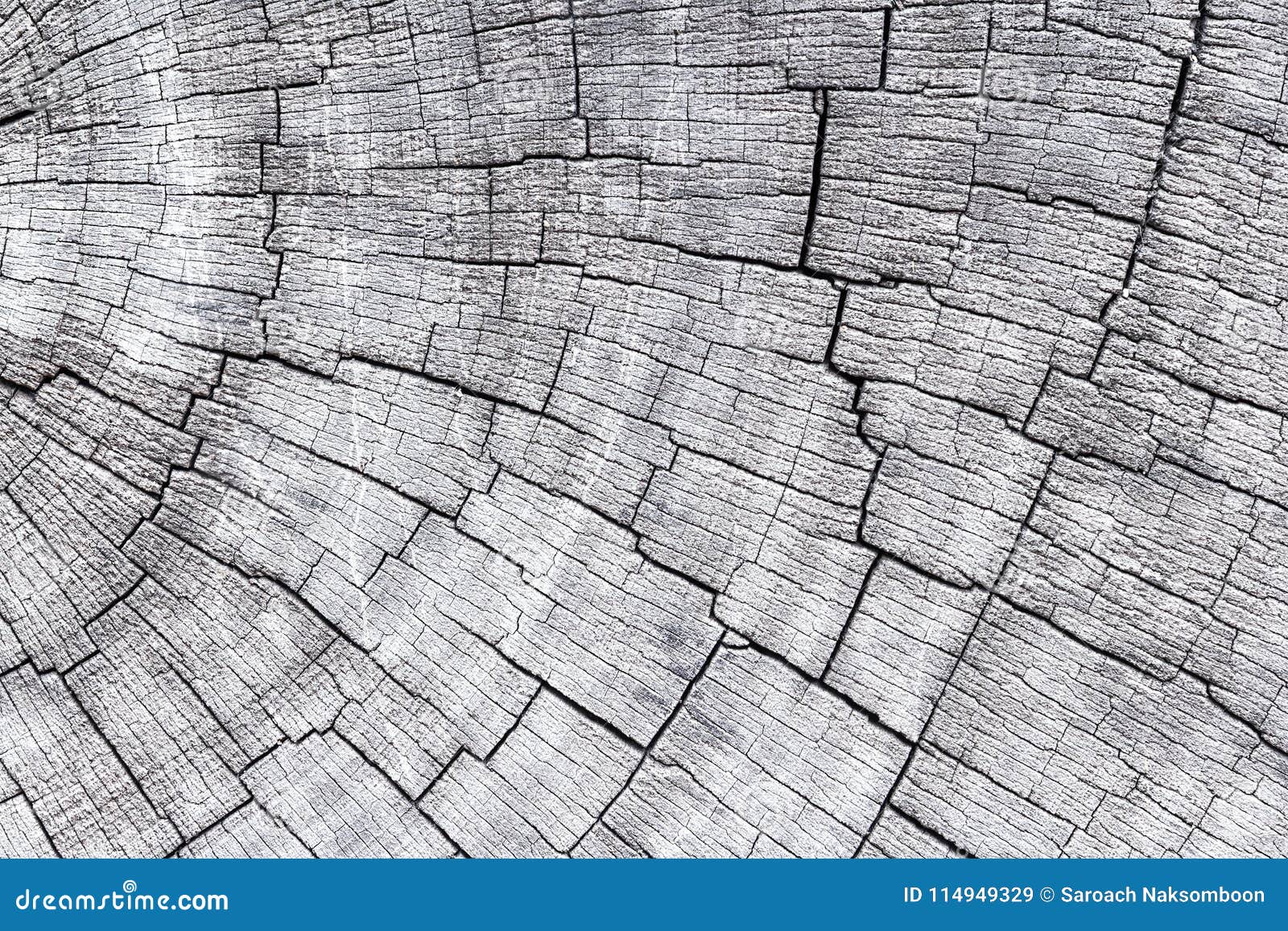 Cross Section of Tree Trunk Stock Image - Image of natural, cross ...