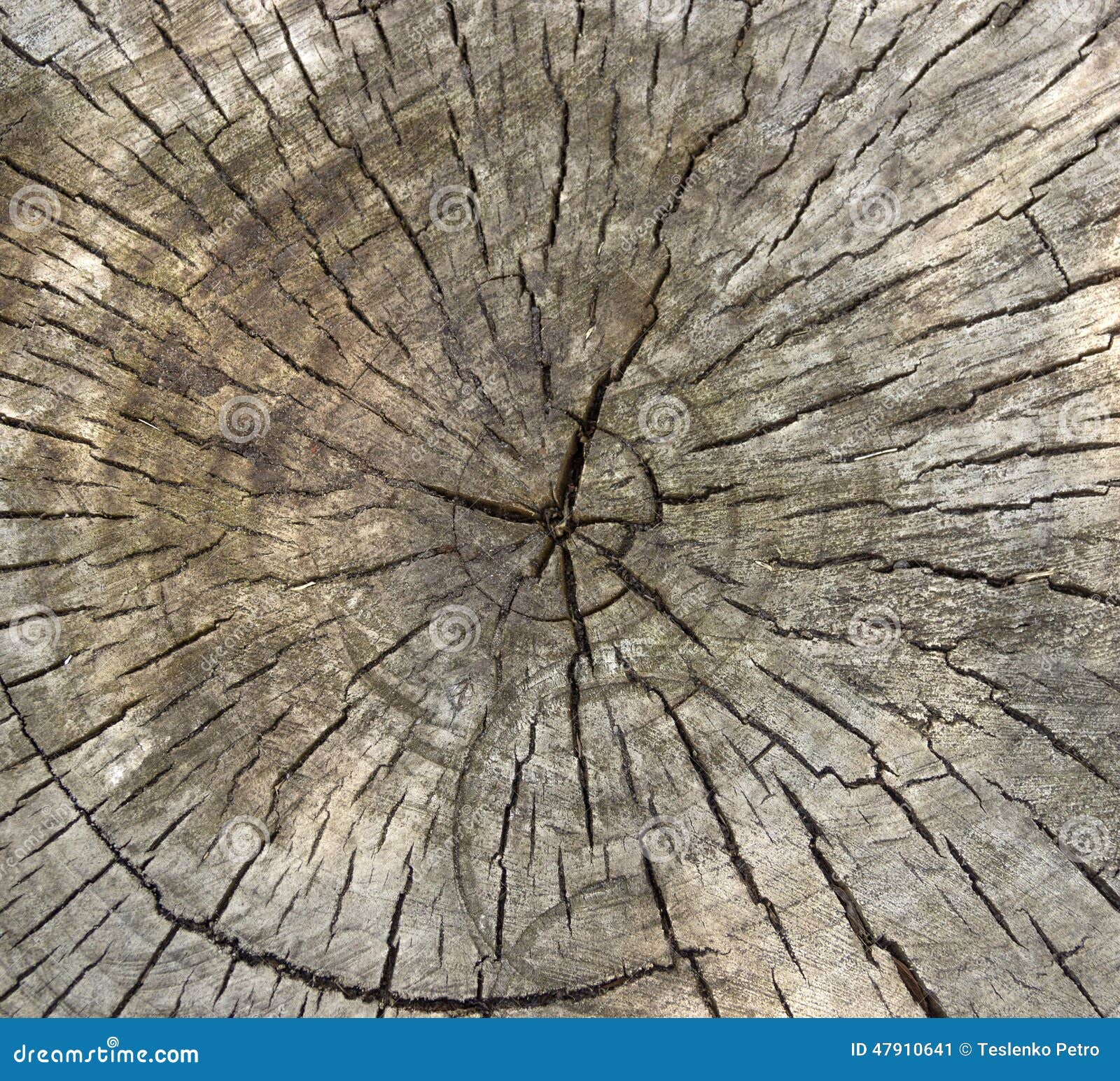 Cross Section of Tree Trunk Stock Image - Image of years, rough: 47910641