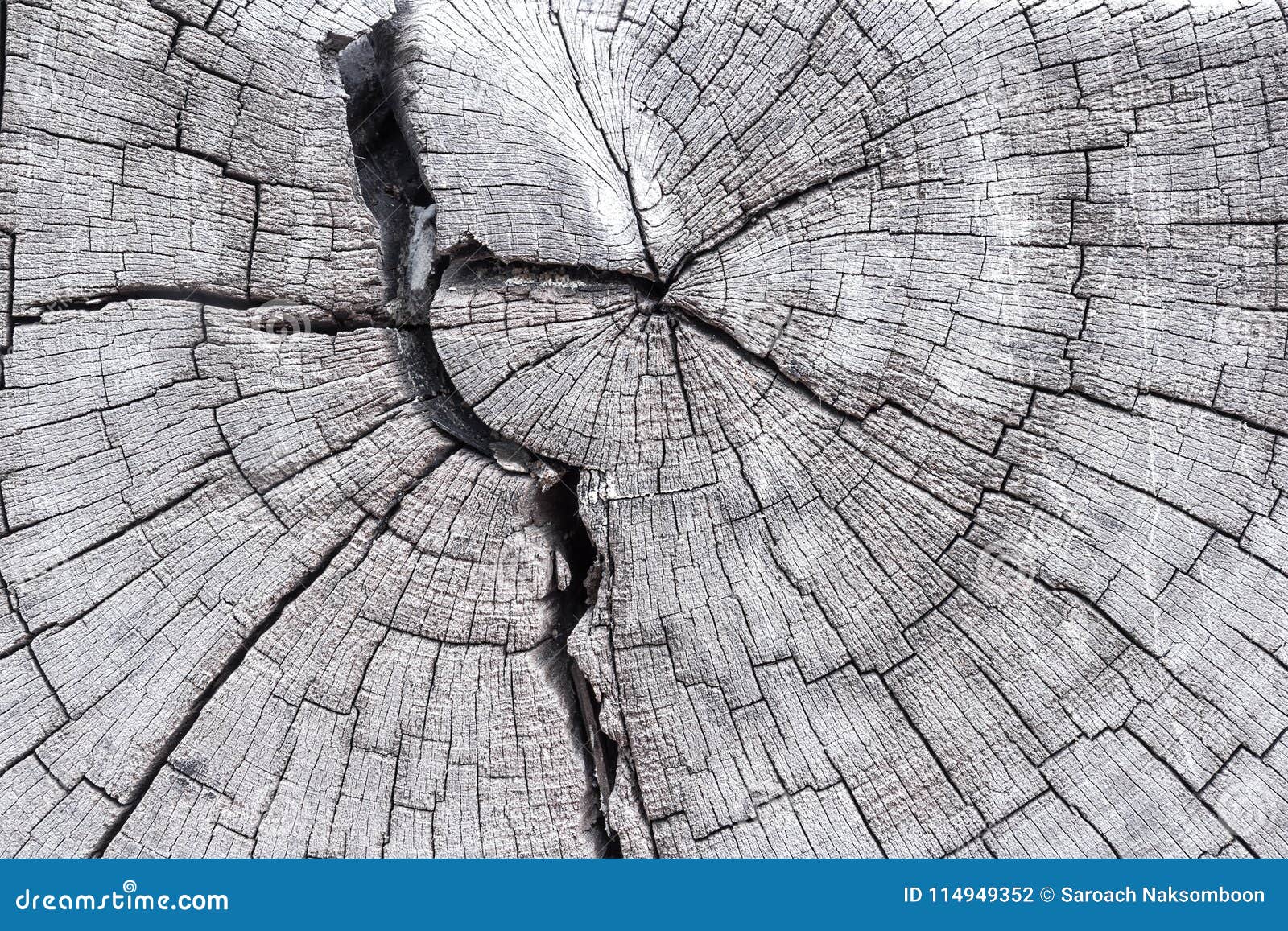 Cross Section of Tree Trunk Stock Photo - Image of round, black: 114949352