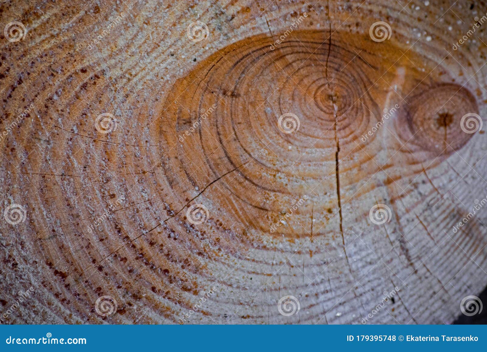 Cross Section of Tree Trunk Stock Photo - Image of forest, wooden ...