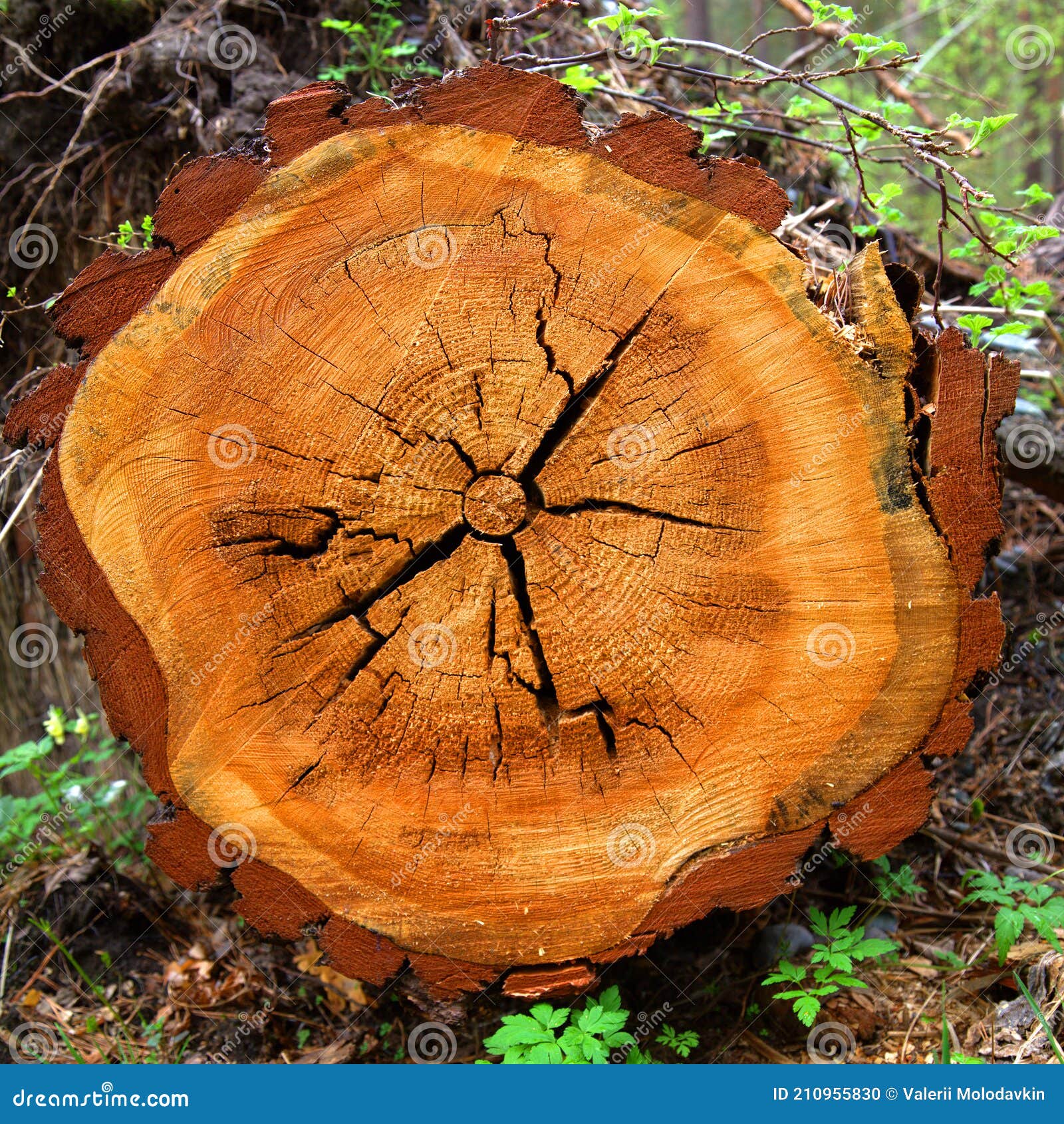 Cross Section of Tree Trunk Stock Photo - Image of wood, firewood ...