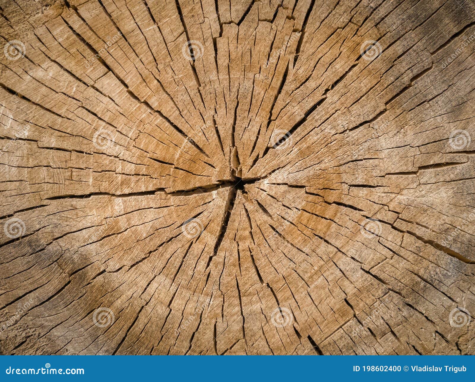 Cross Section through a Tree Trunk. Stock Photo - Image of nature ...