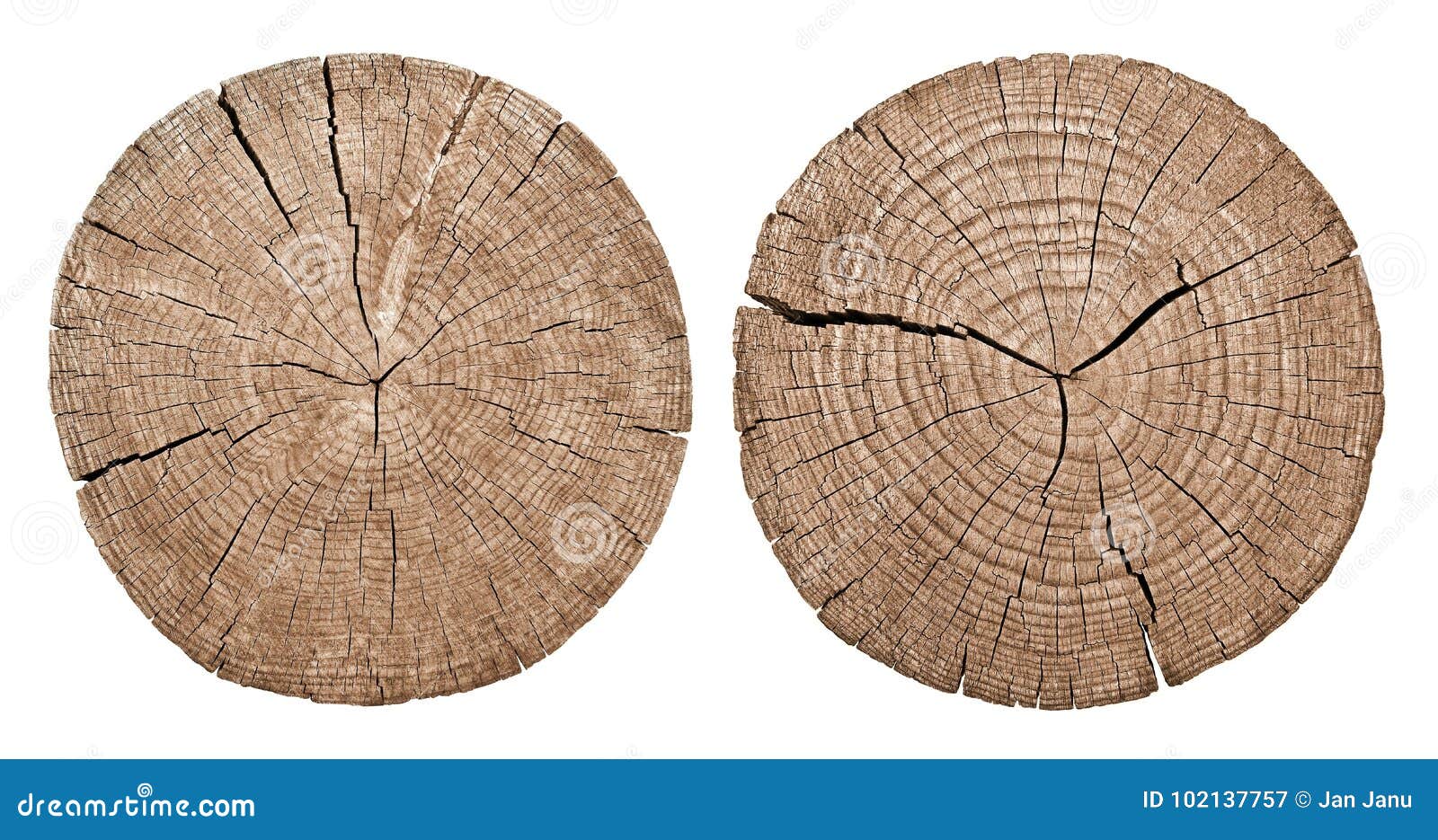 Cross Section of Tree Trunk Stock Image - Image of nature, macro: 102137757