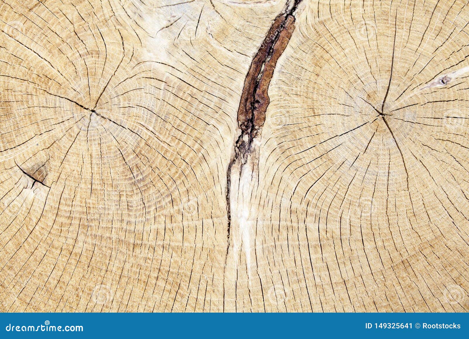 Cross Section of the Tree Trunk Stock Image - Image of concentric, ring ...