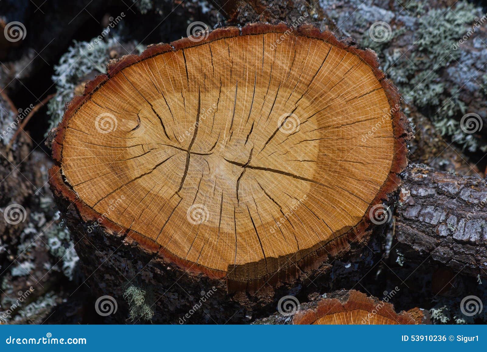 Cross Section of Tree Trunk Stock Photo - Image of cutting, tree: 53910236