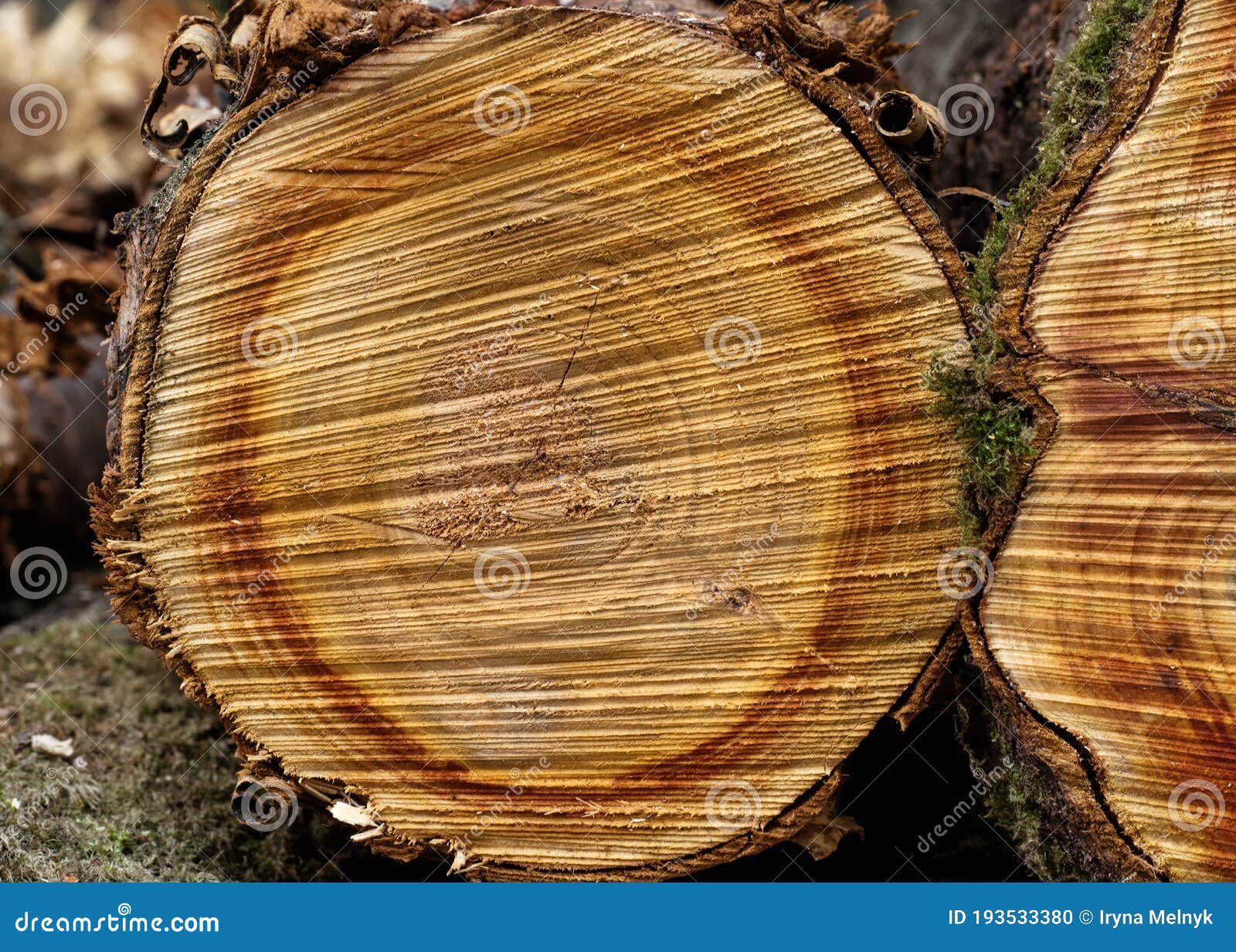 Cross Section of Tree Trunk in Forest Stock Photo - Image of ring ...