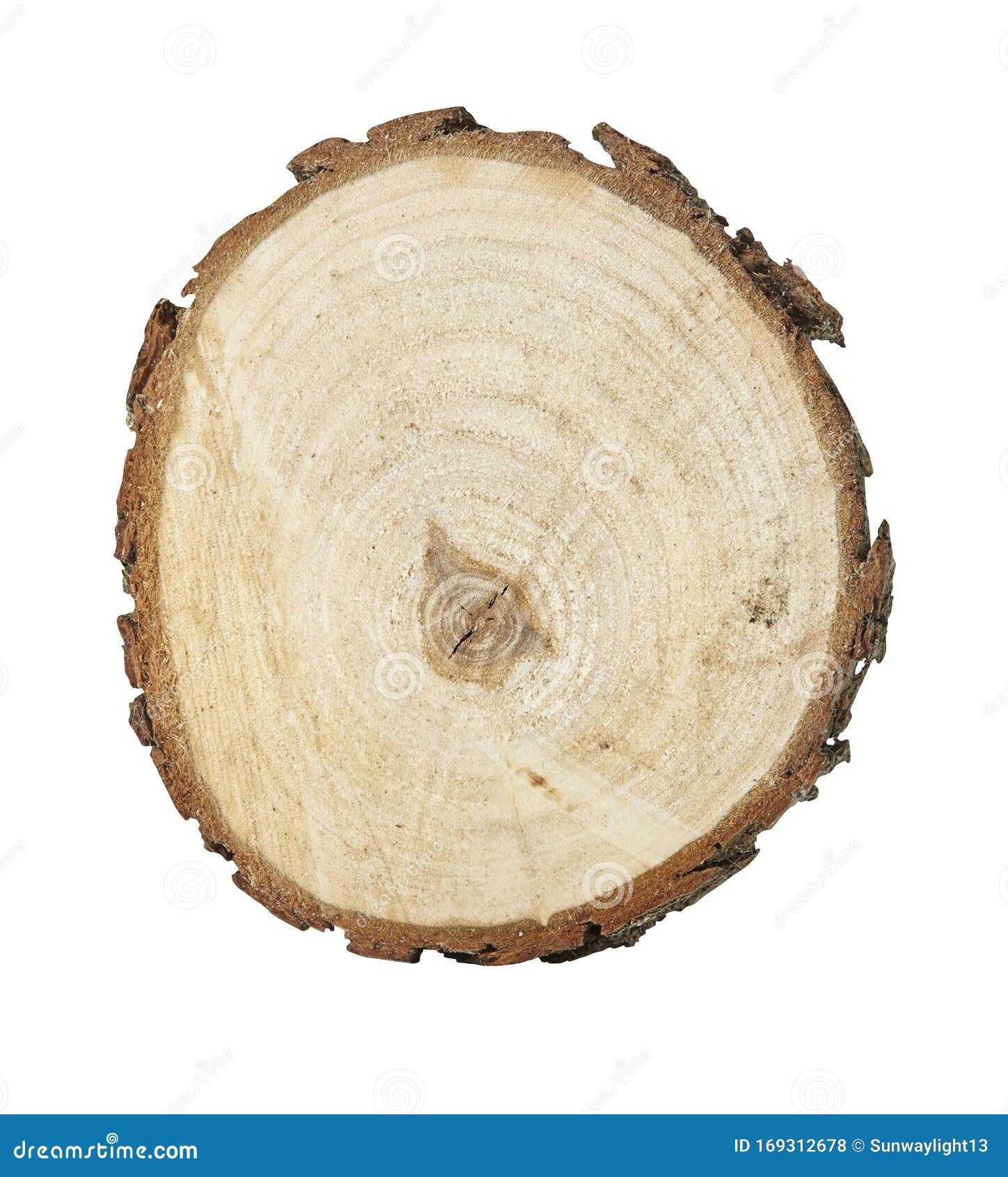 Cross Section of Tree Trunk Isolated on White Background. Close Up ...