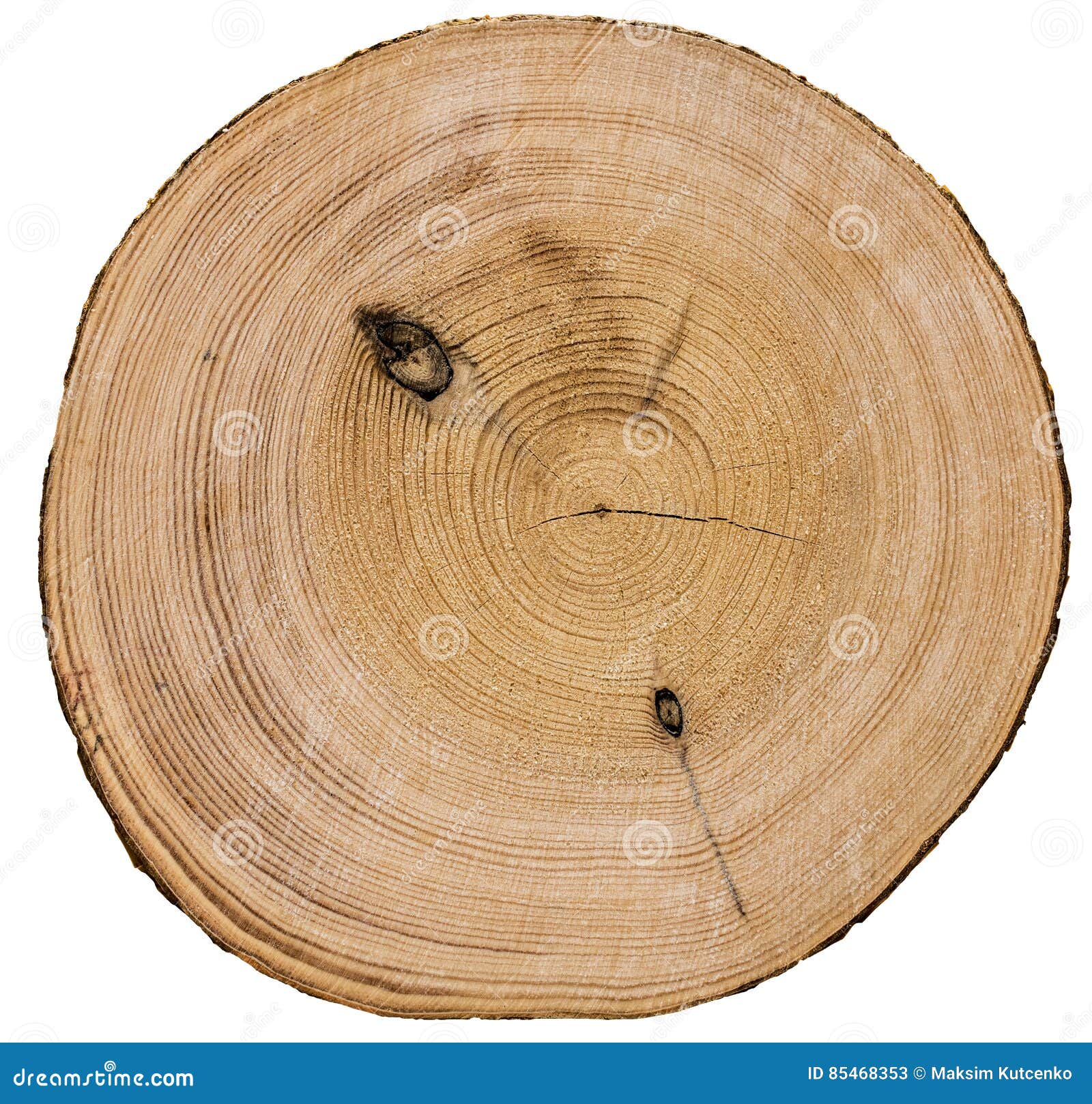 Cross Section of Tree Trunk Isolated on White Background Stock Image ...