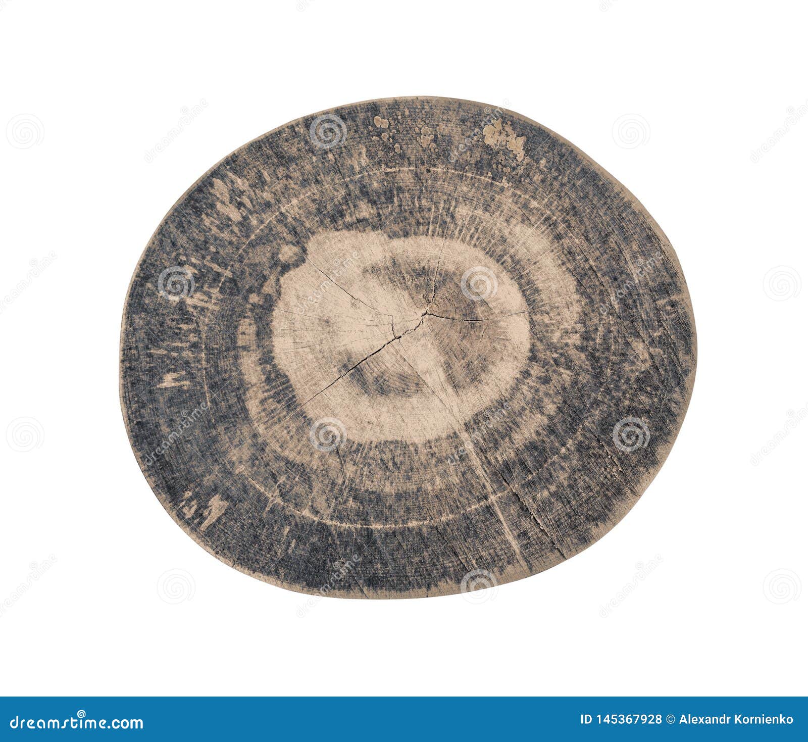 Cross Section of Tree Trunk Stock Photo - Image of trunk, forest: 145367928