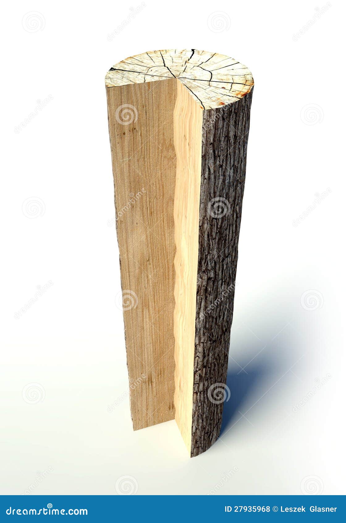 Cross Section Tree Trunk, Object Stock Illustration - Illustration of ...
