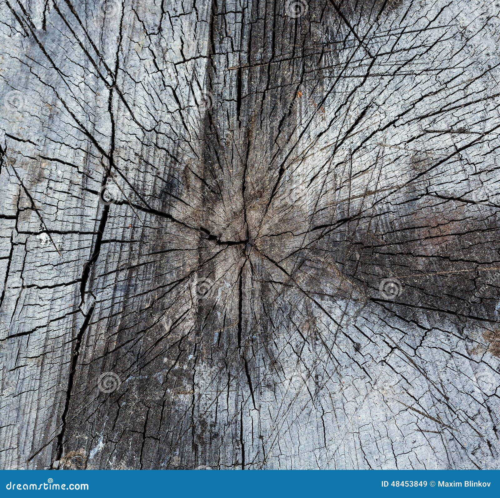 Cross Section of Tree Trunk Stock Image - Image of circle, round: 48453849