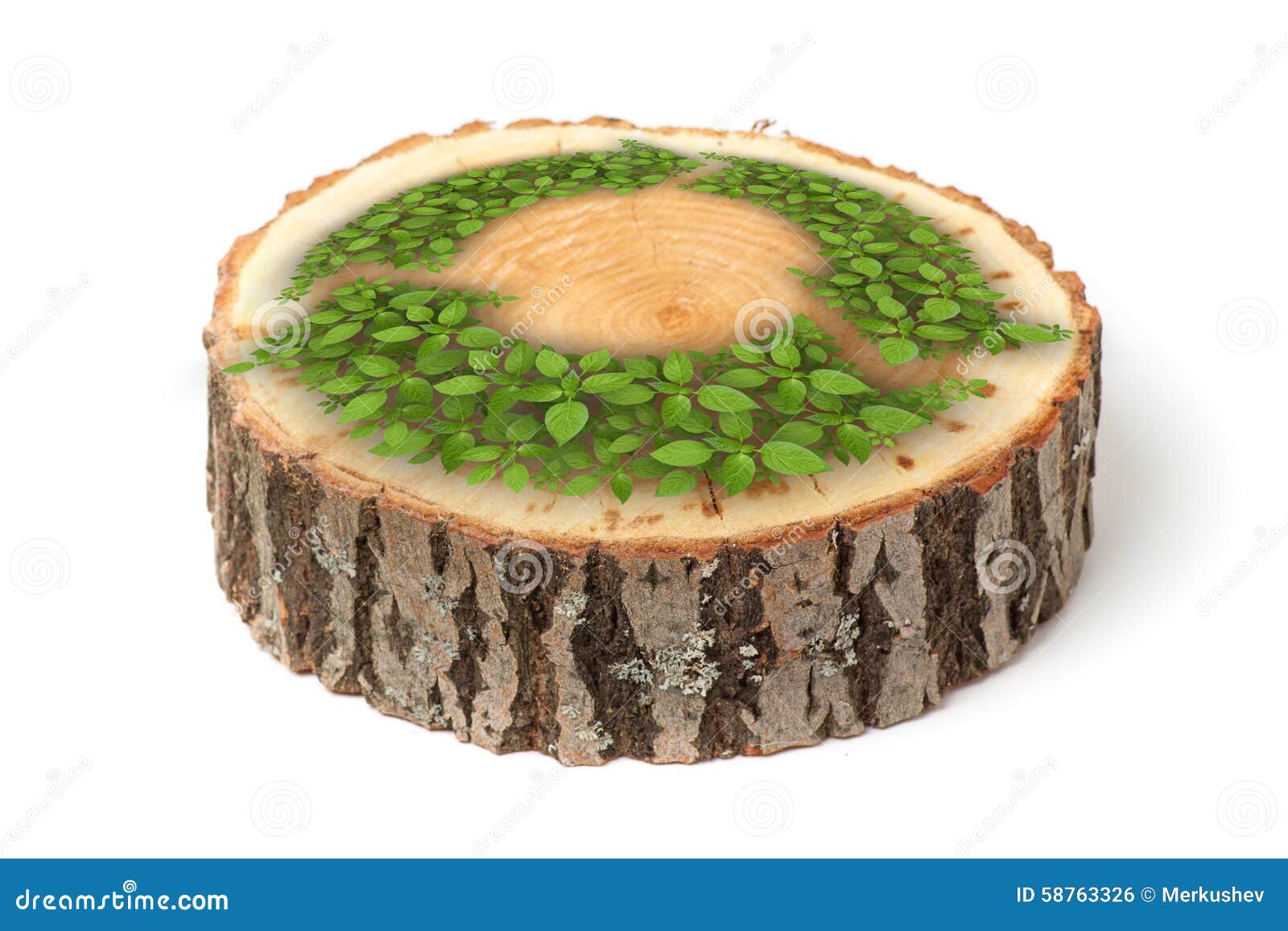 Cross Section of Tree Trunk with Recycle Symbol Stock Photo - Image of ...
