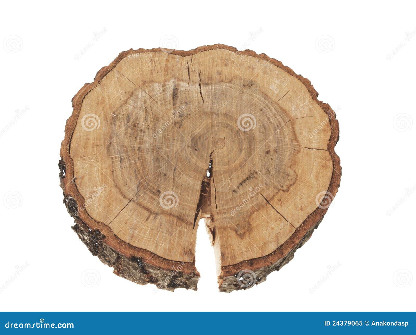 Cross Section of Tree Trunk Rings Isolated Stock Image - Image of bark ...