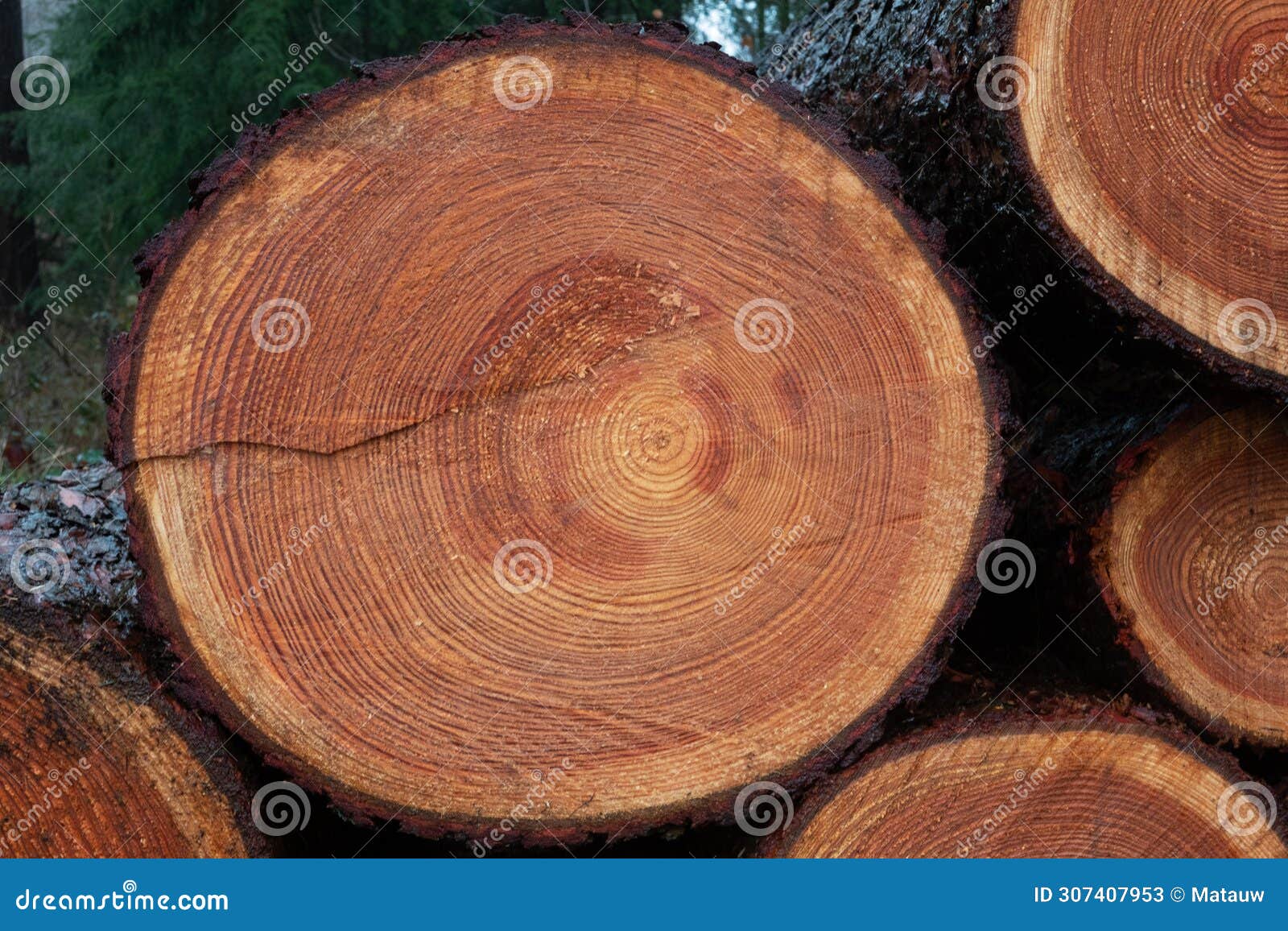 Cross Section of Tree Trunk Stock Image - Image of tree, pine: 307407953