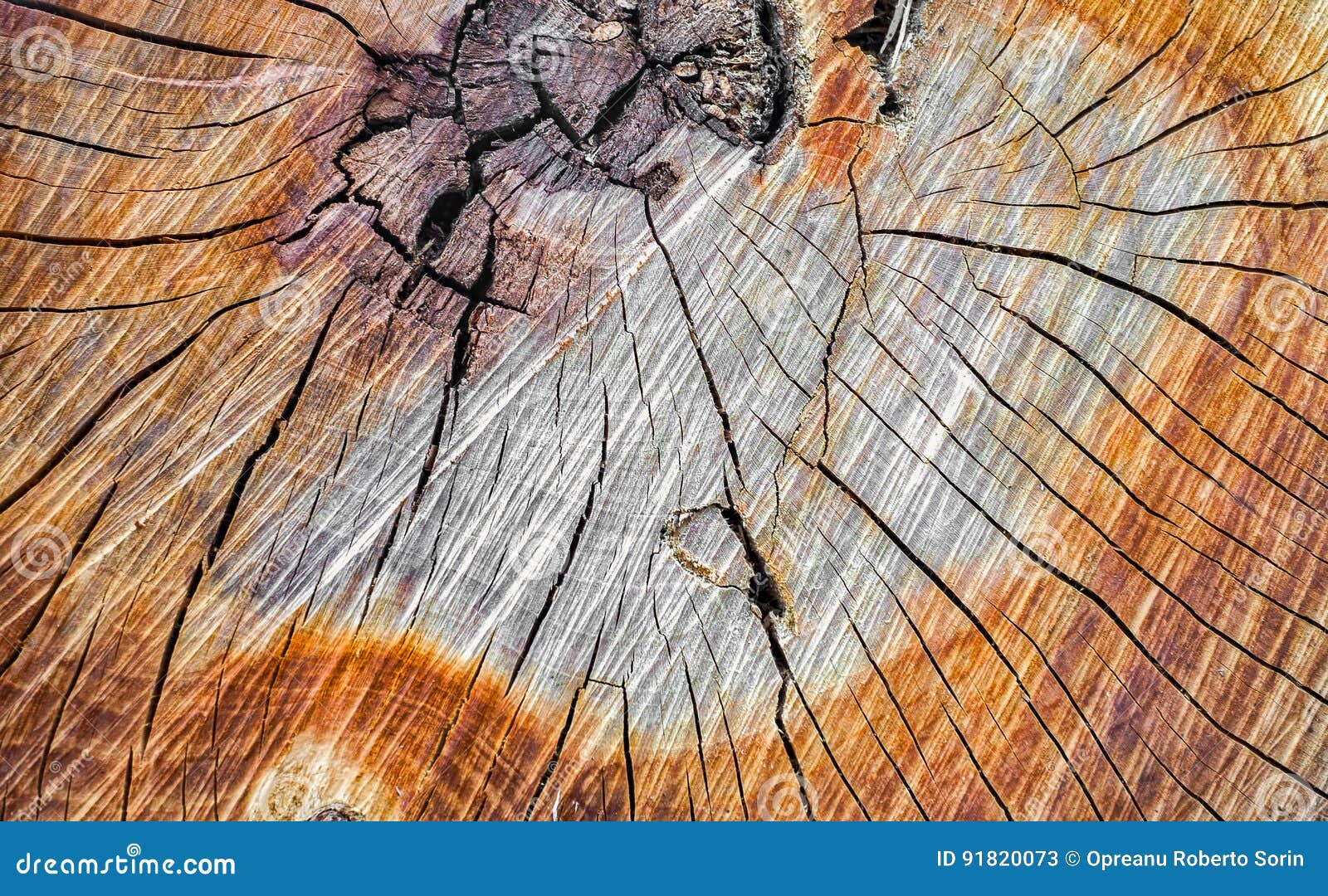 Cross-section of a Tree Trunk Stock Image - Image of abstract, bark ...