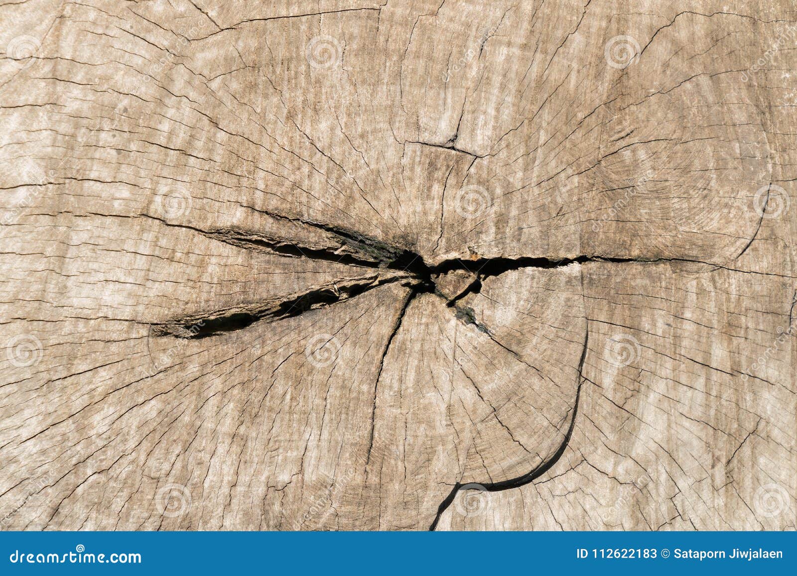 Cross Section of Tree Trunk Showing Stock Image - Image of trunk, ring ... Cross Section of Tree Trunk Showing Stock Image - Image of trunk, ring ...
