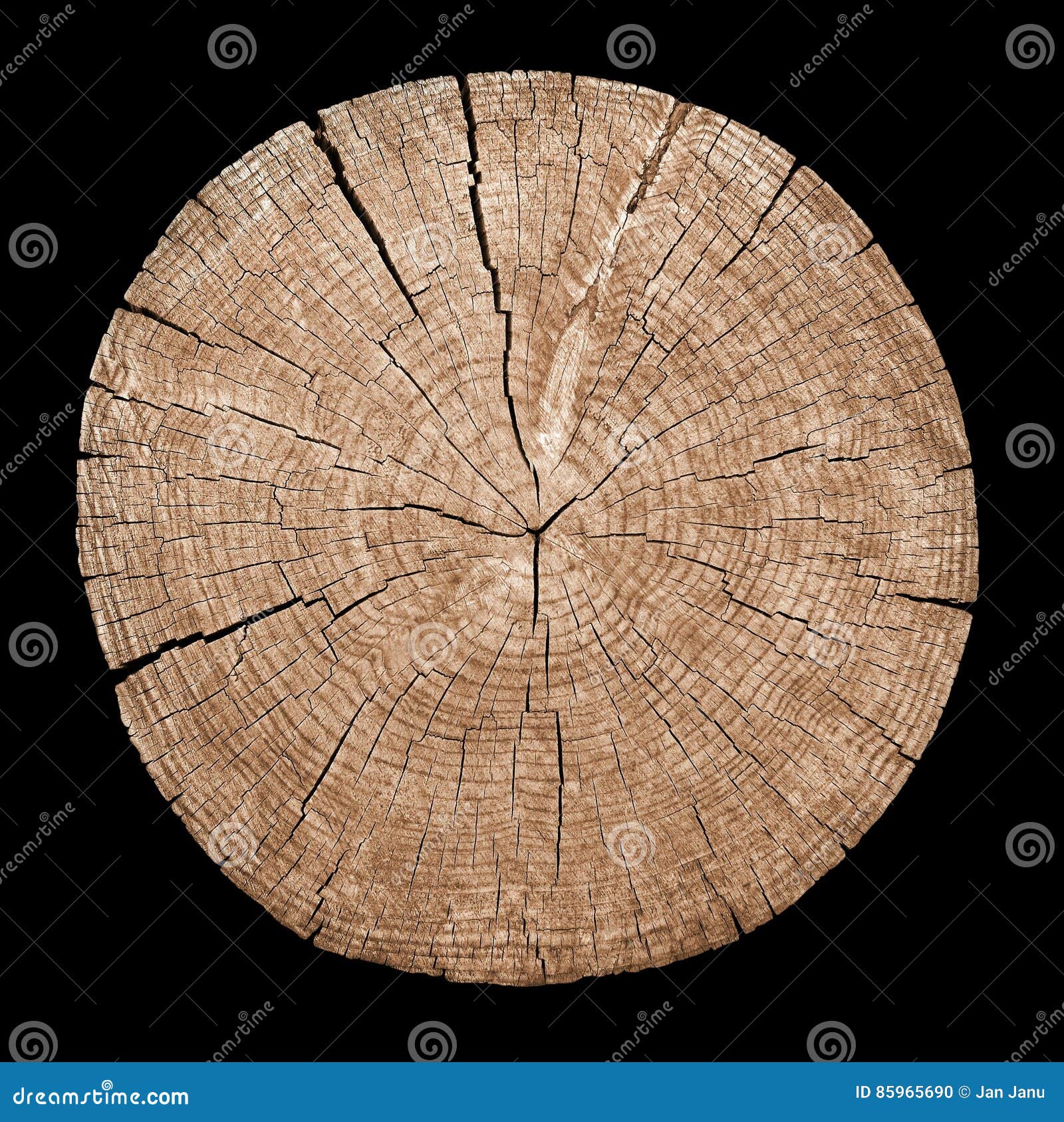 Cross Section of Tree Trunk Stock Photo - Image of rough, forest: 85965690