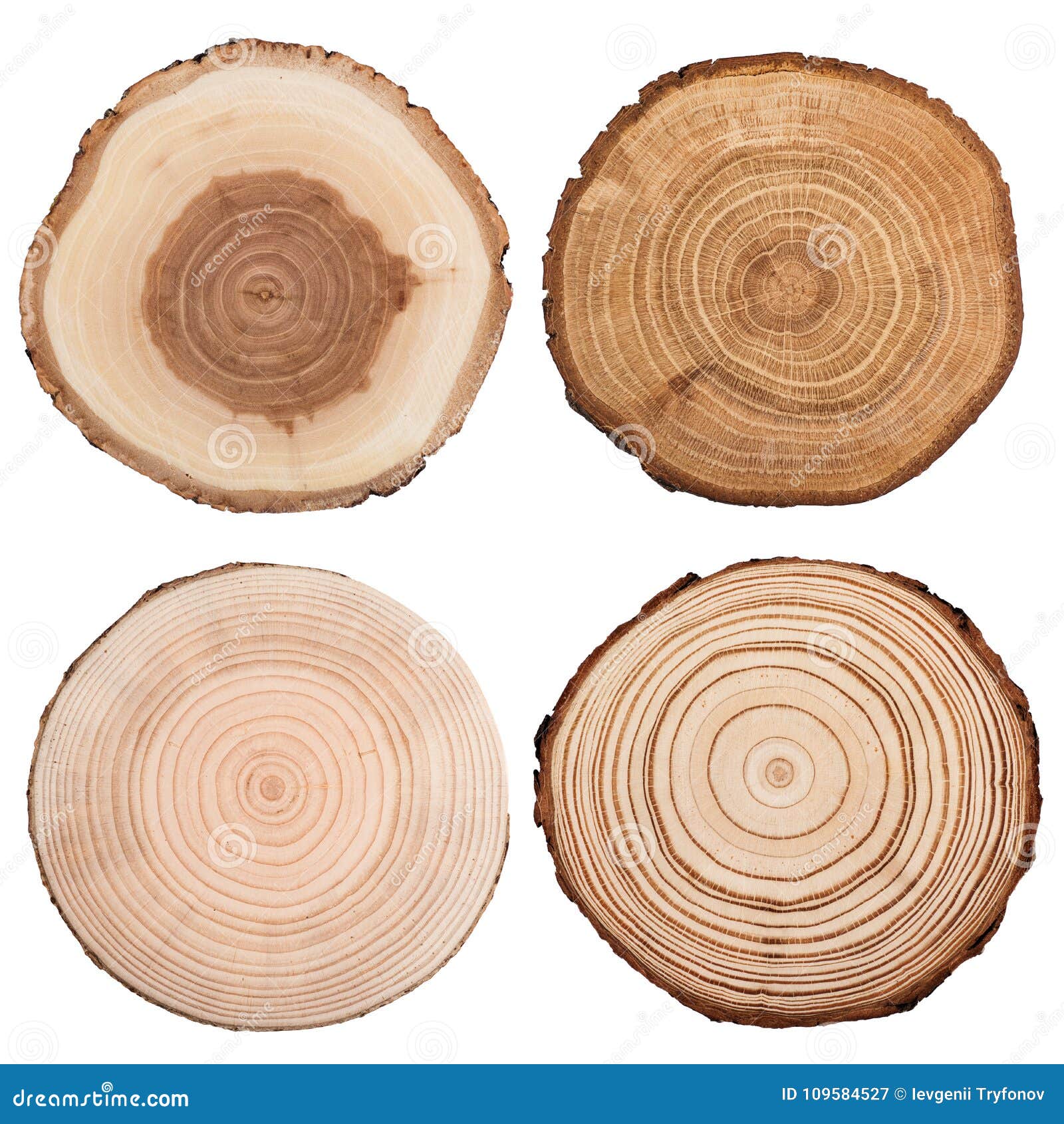 Cross Section of Tree Trunk Isolated on White. Stock Image - Image of ...