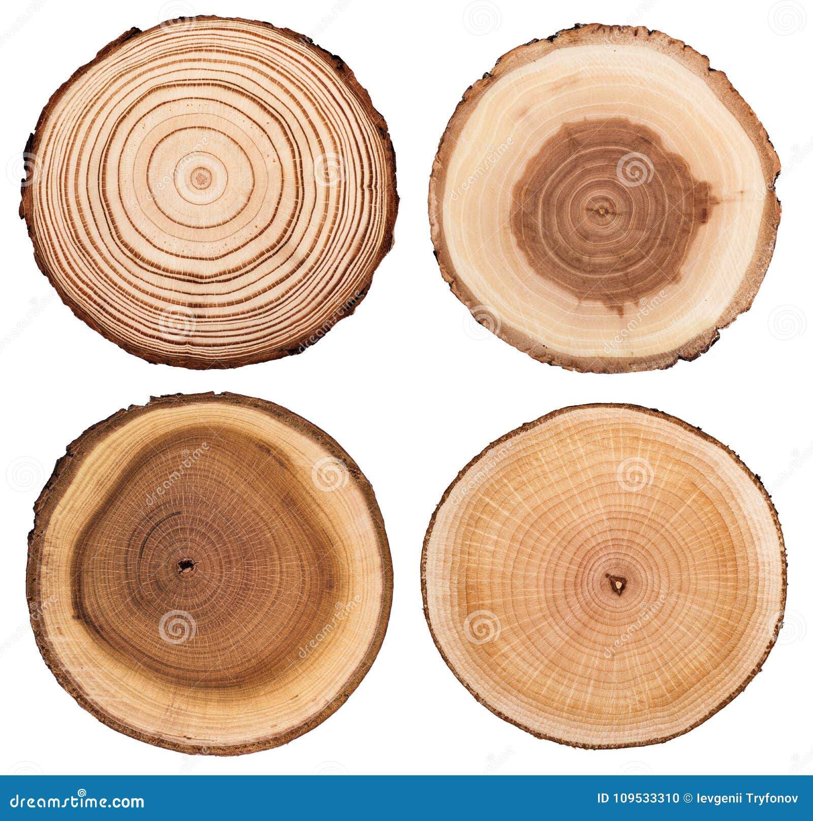 Cross Section Of A Tree