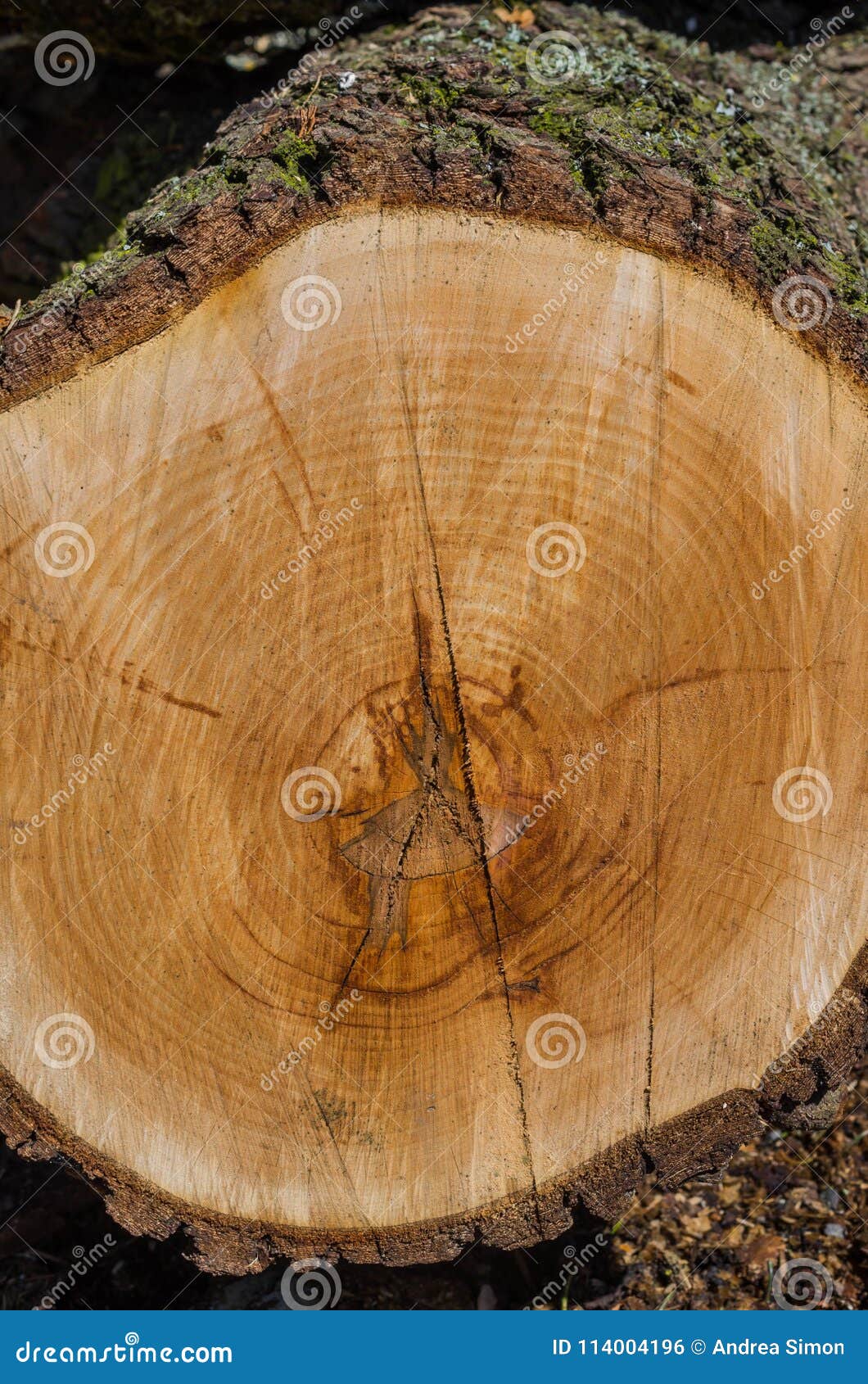 Old tree log rings stock photo. Image of golden, concentric - 114004196