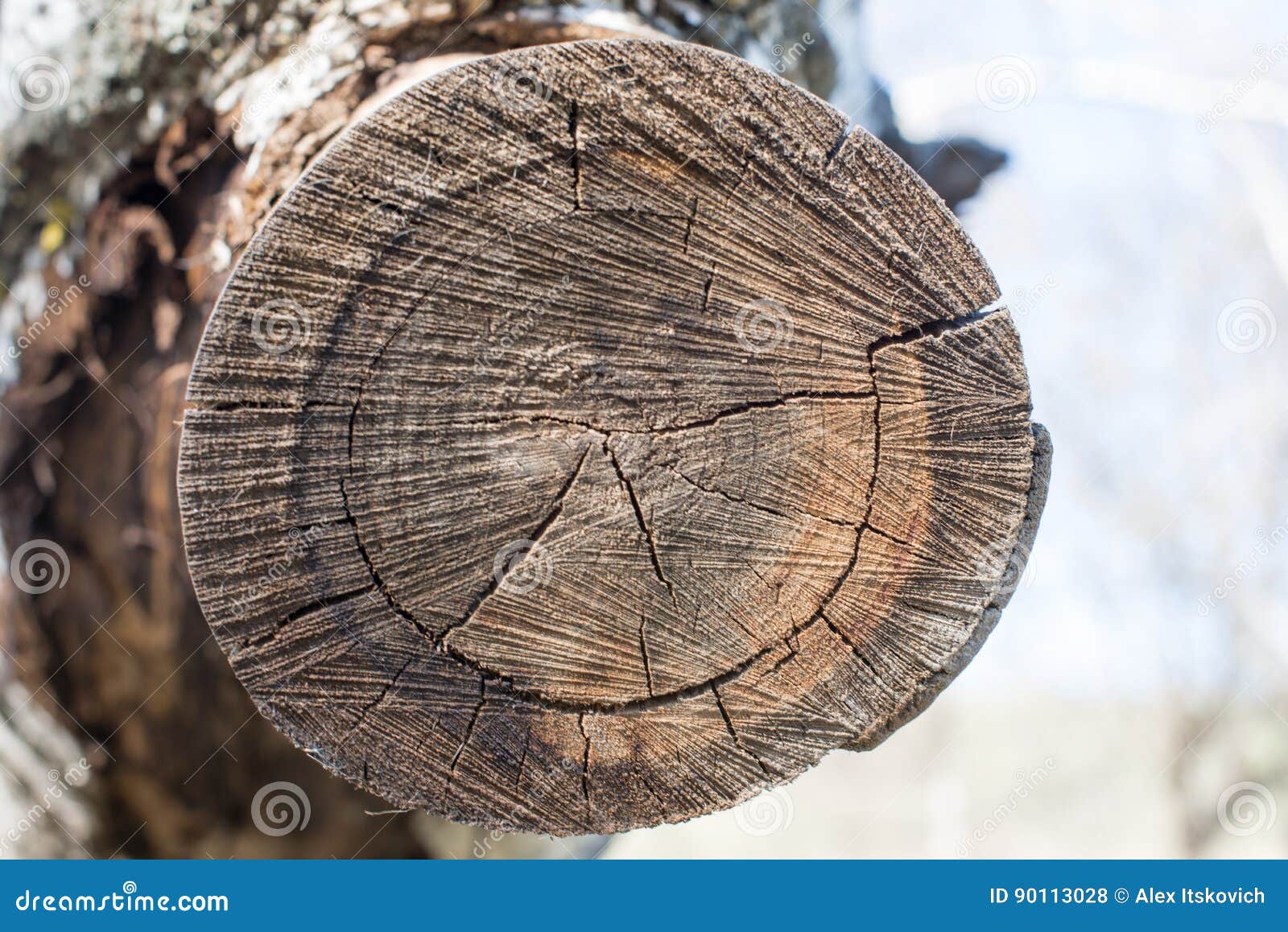 Cross Section of Tree Trunk Showing Growth Rings. Timber Wood Texture ...
