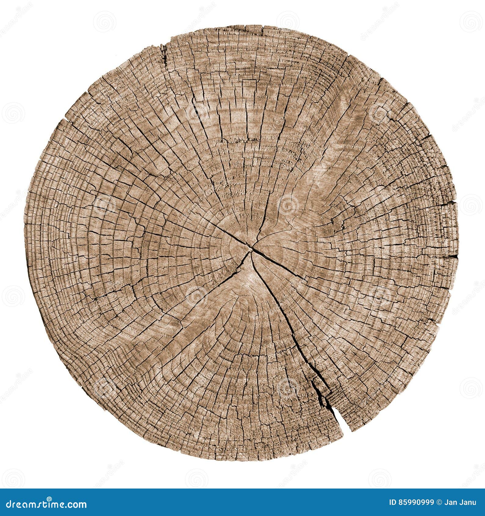 Cross Section of Tree Trunk Stock Image - Image of nature, organic ...