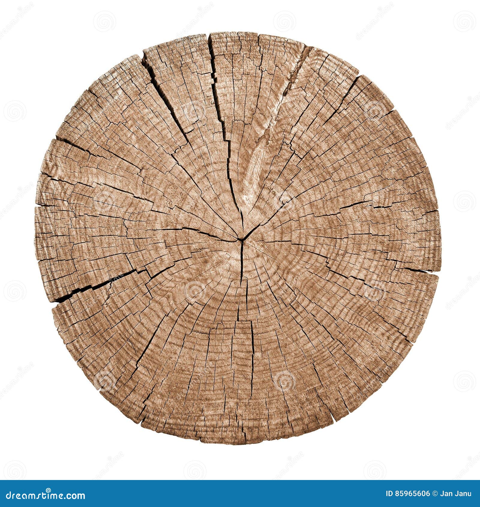 Cross section of tree stock photo. Image of rough, detail - 85965606