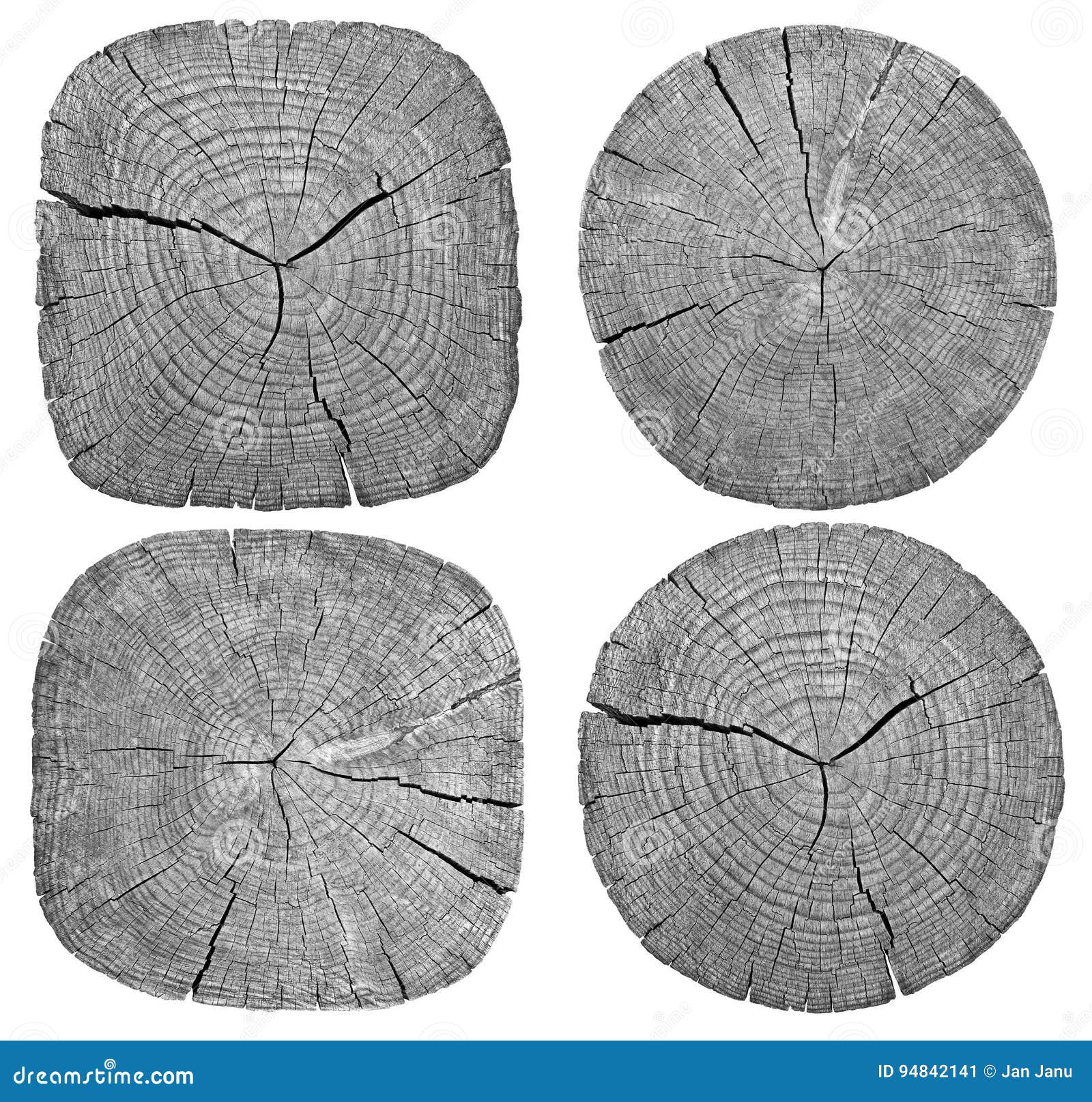 Cross Section of Tree Trunk Stock Image - Image of detail, round: 94842141
