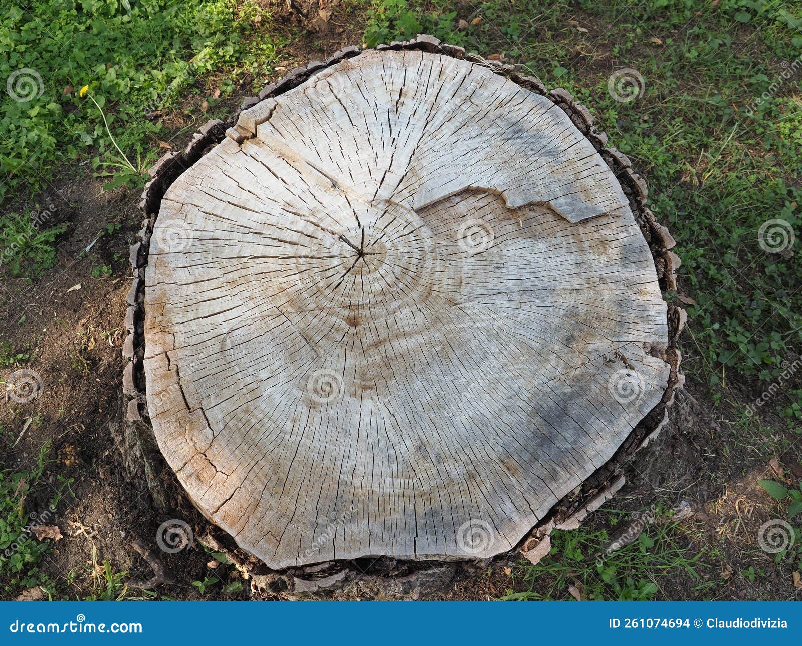 Cross Section of Tree Trunk Stock Photo - Image of nature, vegetation ...