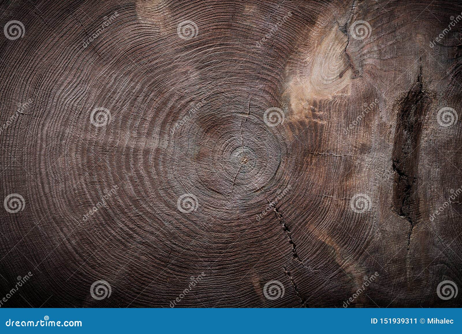 Cross Section of Tree Trunk with Texture Stock Image - Image of natural ...