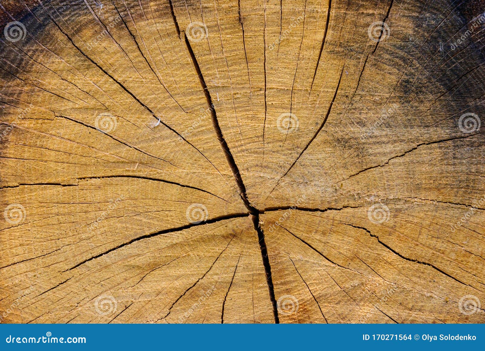 Trunk Wooden Cross Section Texture With Tree Annual Rings. Old Tree ...