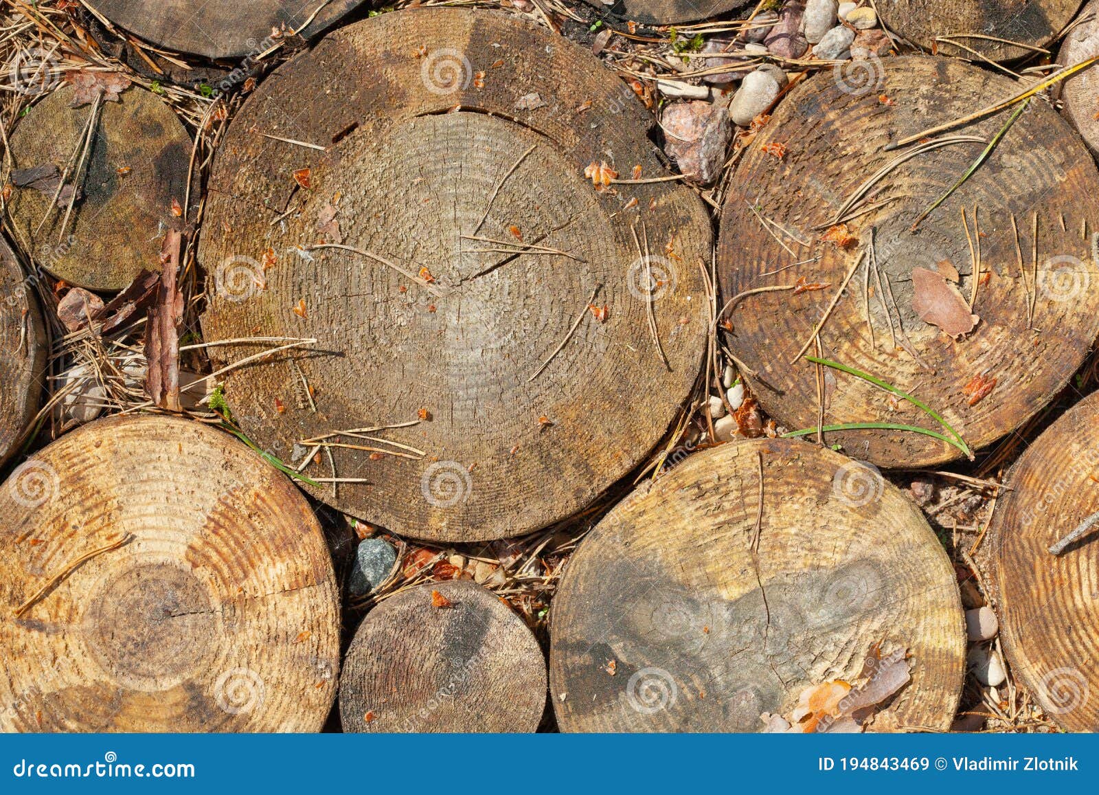 Cross Section of Tree Trunks Background Stock Image - Image of rough ...