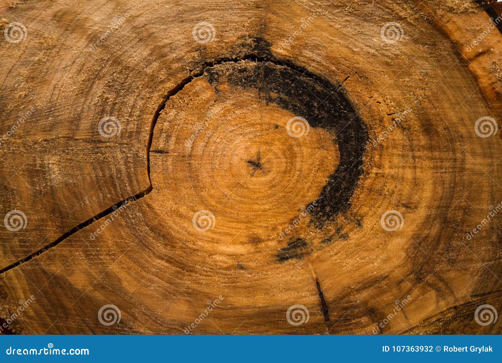 Cross-section of a Tree with Visible Rings 1 Stock Photo - Image of ...