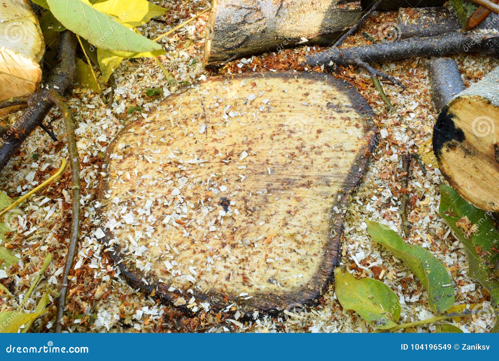 A Cross Section of the Tree Stock Image - Image of tree, leaf: 104196549