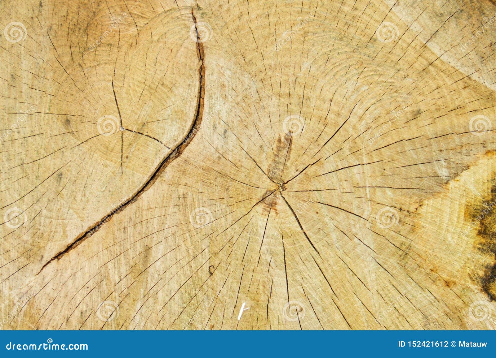 Ash Tree Cross Section