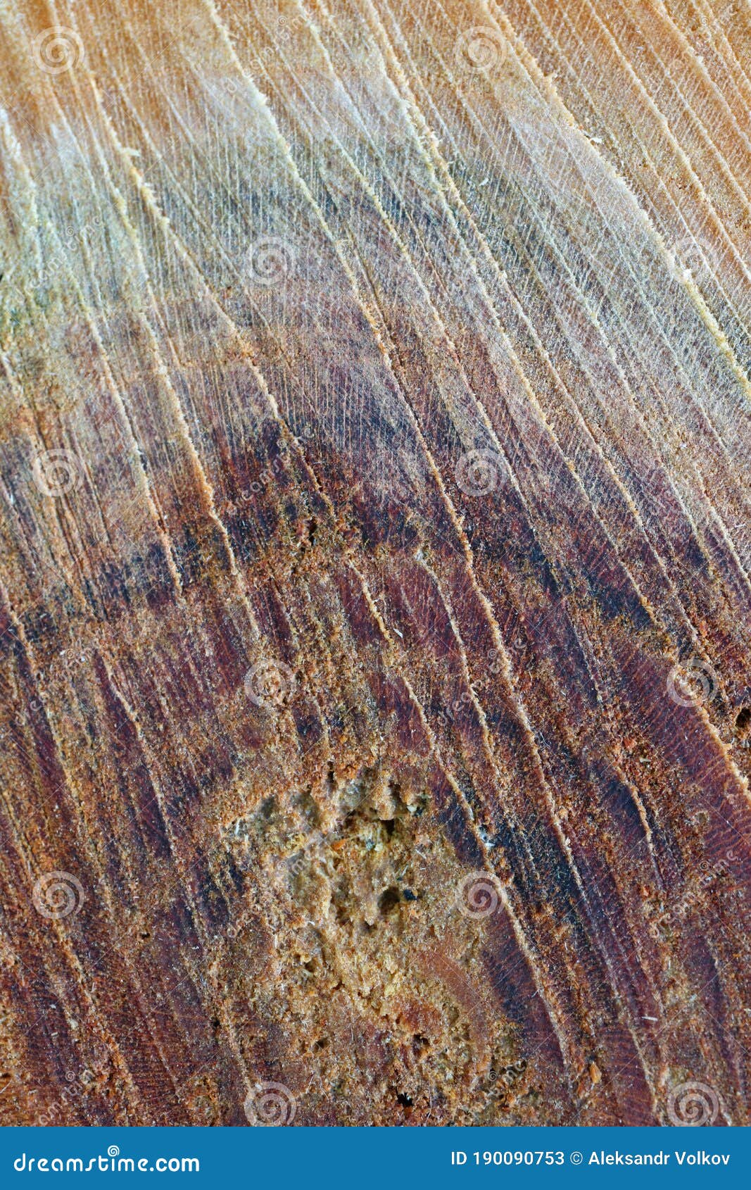 Cross Section of the Trunk of an Old Cherry Tree Stock Image - Image of ...