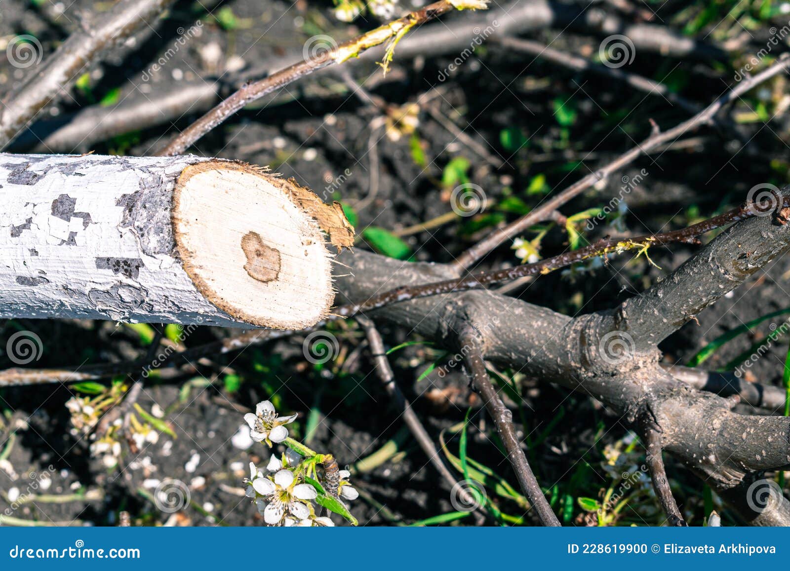 Cross Section of the Trunk of a Small Pear Tree Stock Photo - Image of ...