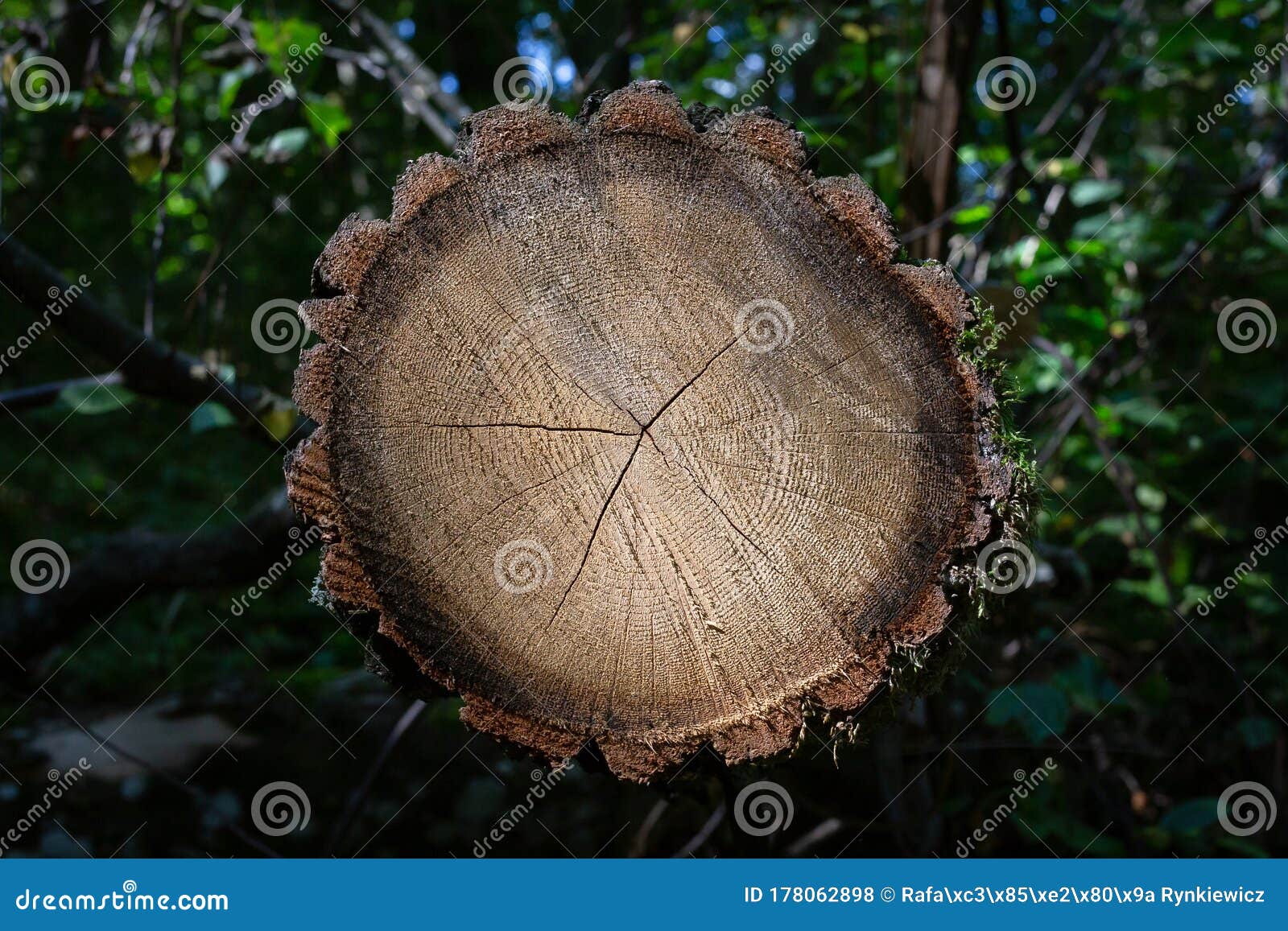 Cross Section through the Trunk of the Tree Stock Photo - Image of ...