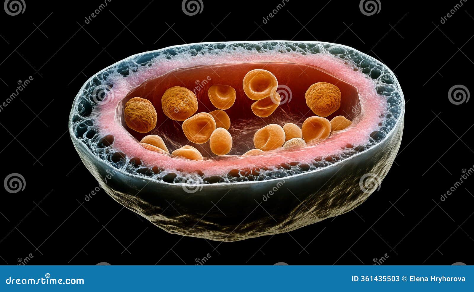 Cross-section View of a Bacterial Cell Revealing Internal Structures ...