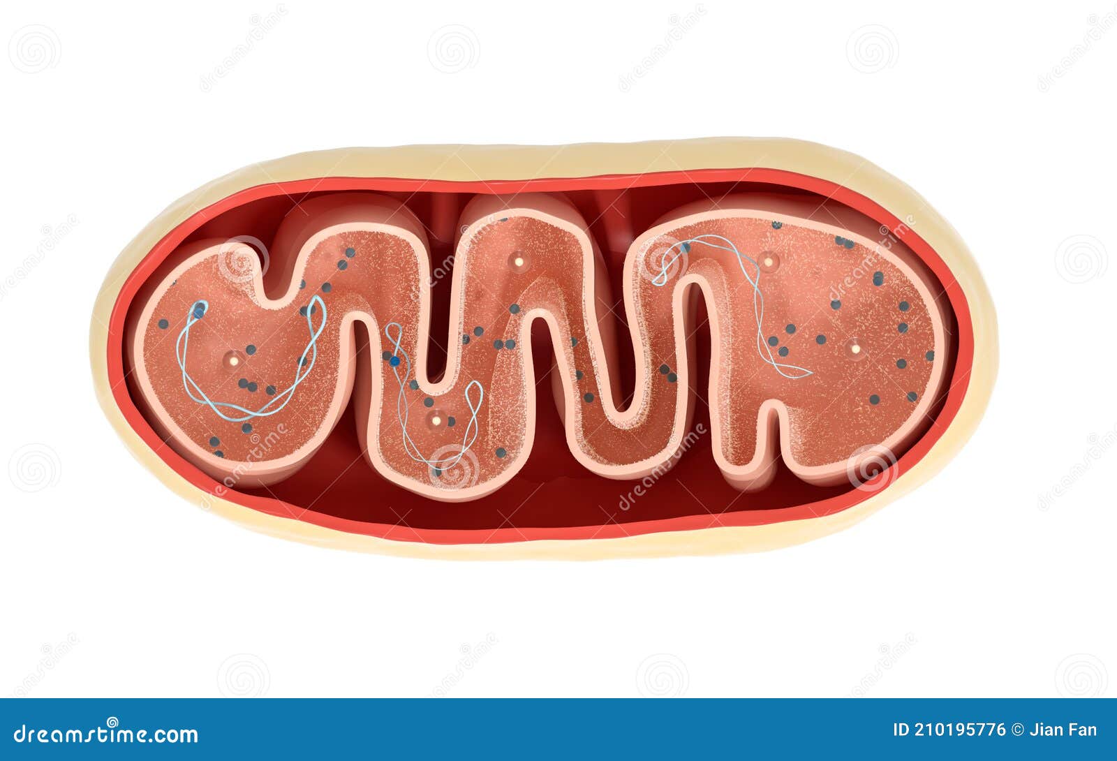 Cross-section View of Mitochondria. Medical Info Graphics on White ...