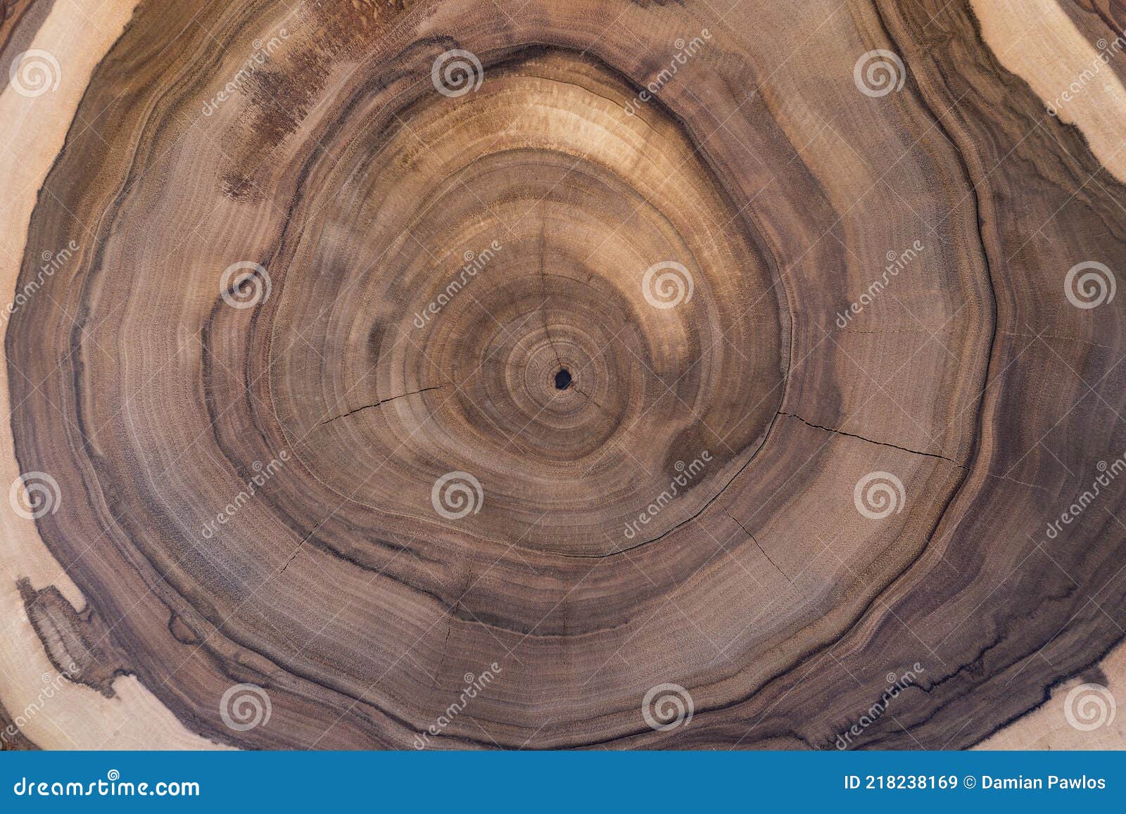 Cross-section of the Walnut Tree with Growth Rings. the Abstract ...