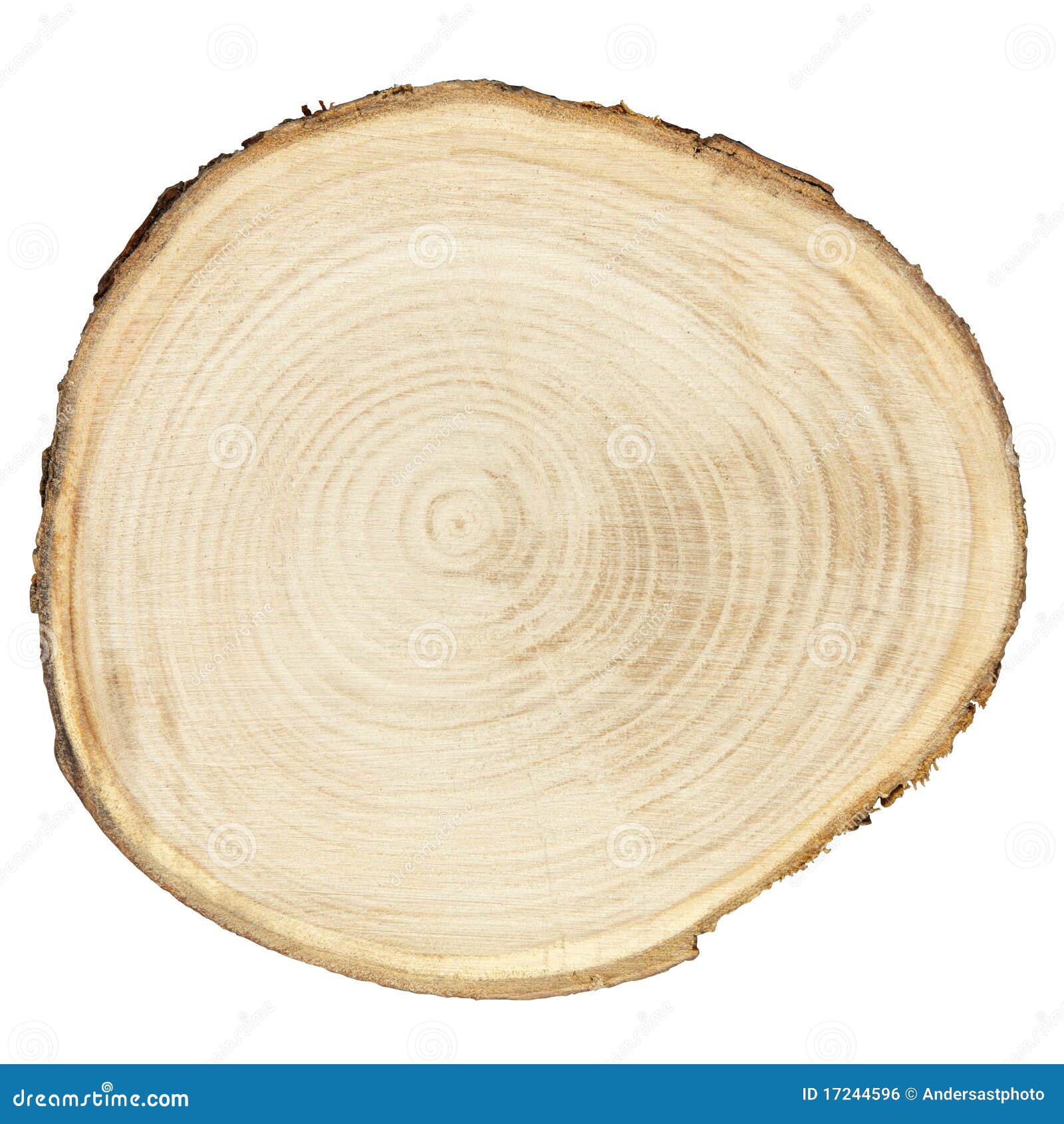 Cross Section Of Pine Wood