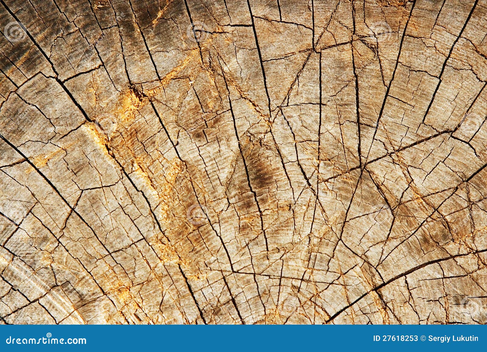 Cross section wood stock image. Image of plant, aged - 27618253