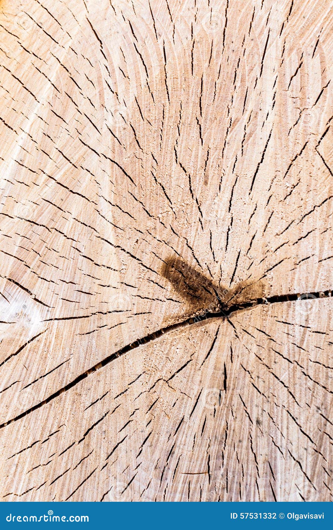 Cross section of wood stock photo. Image of beautiful - 57531332