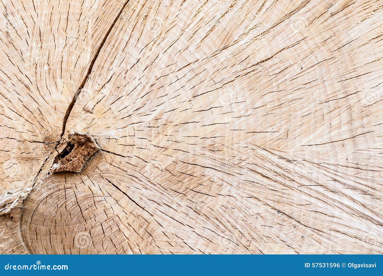 Cross section of wood stock photo. Image of wood, abstract - 57531596