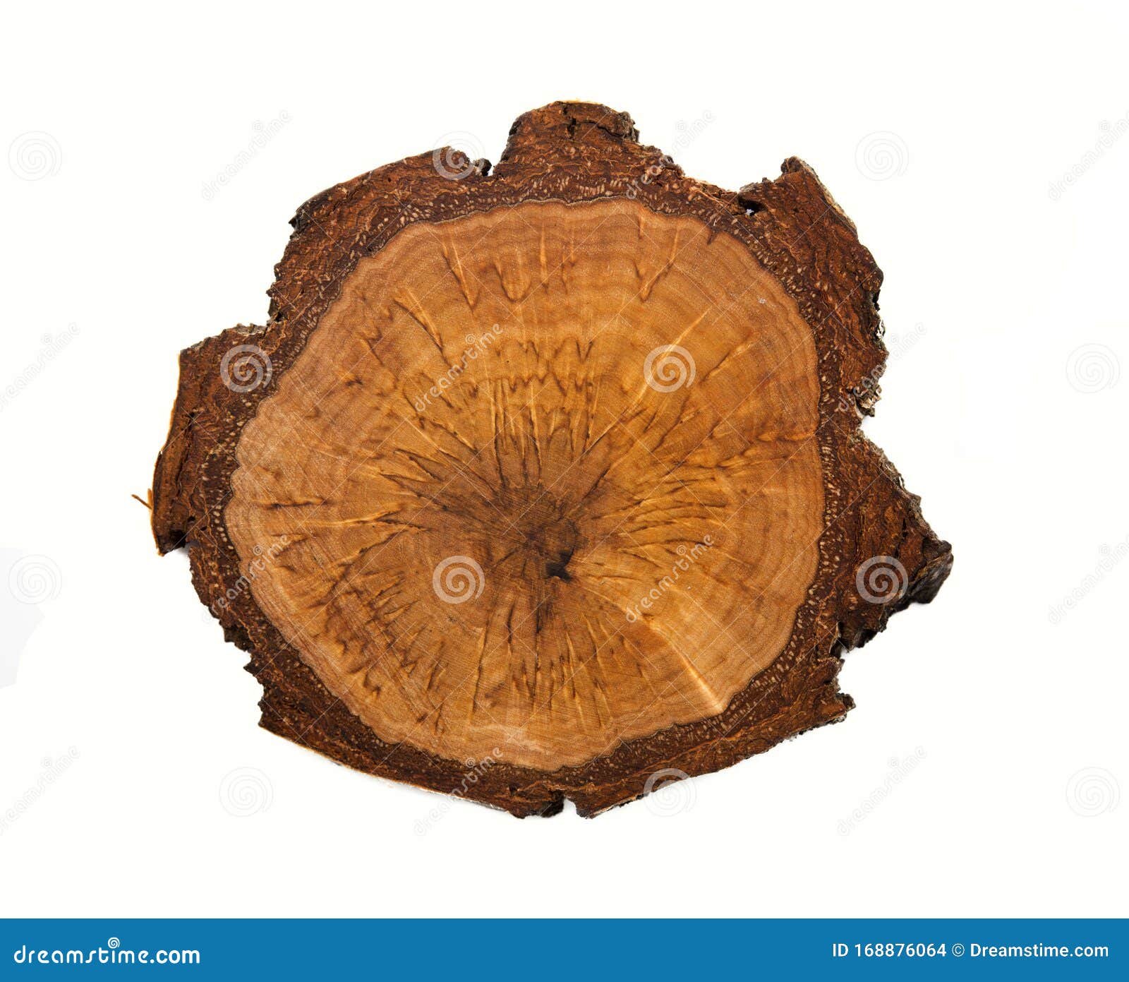 Cross section of wood stock photo. Image of forest, layer - 168876064